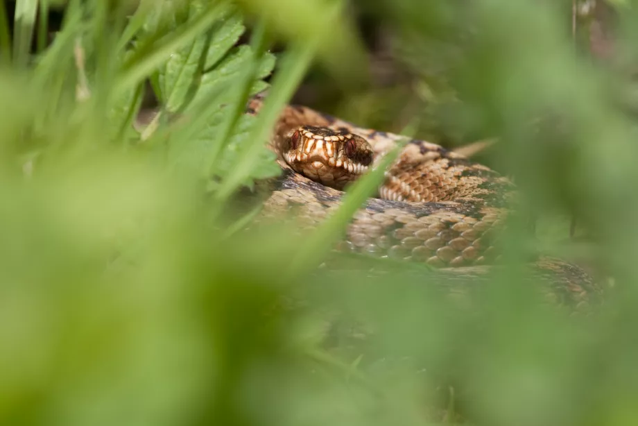 The ultimate guide to adders | Kent Wildlife Trust