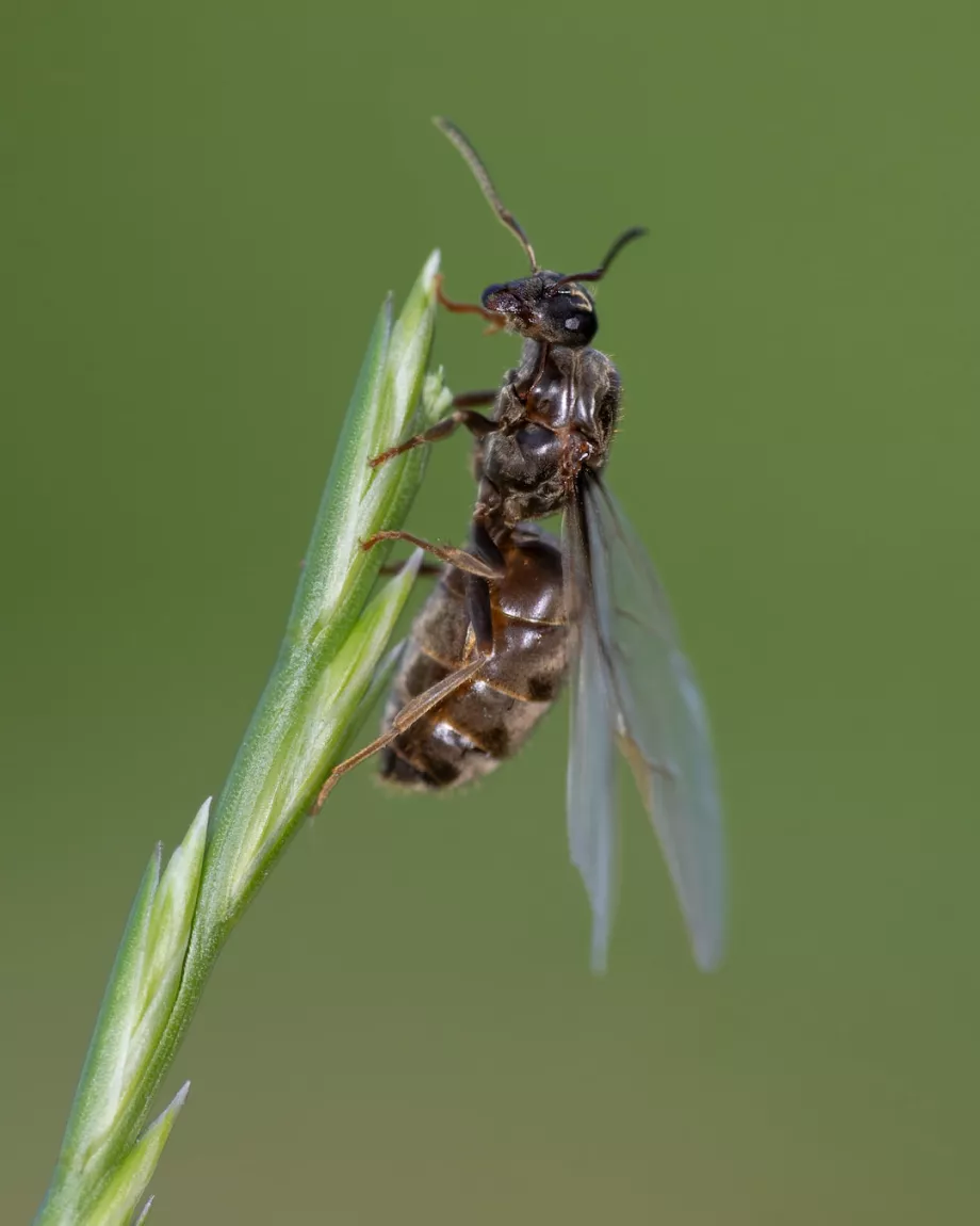 What is flying ant day & when is it? | Kent Wildlife Trust