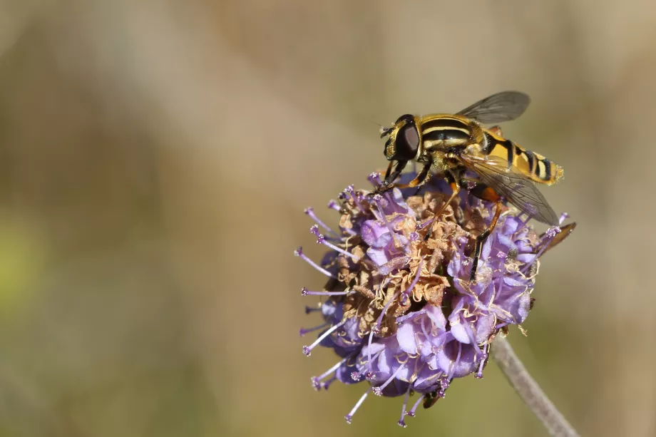 Discover the UK’s insect species & how you can help them | Kent ...