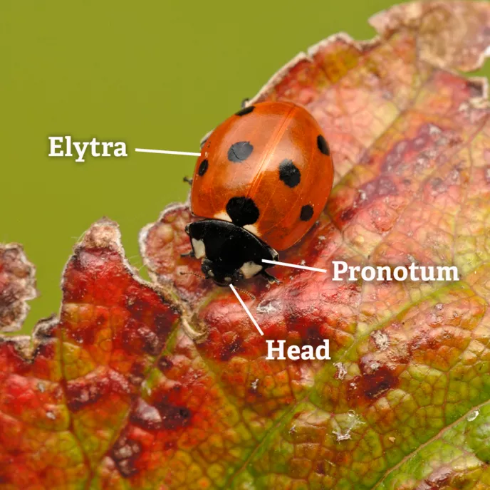 The UK's ladybird species | Kent Wildlife Trust
