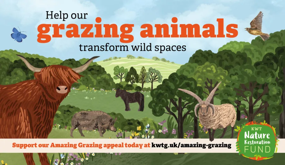 Nature’s grazers need your help: Kent Wildlife Trust launches appeal to ...