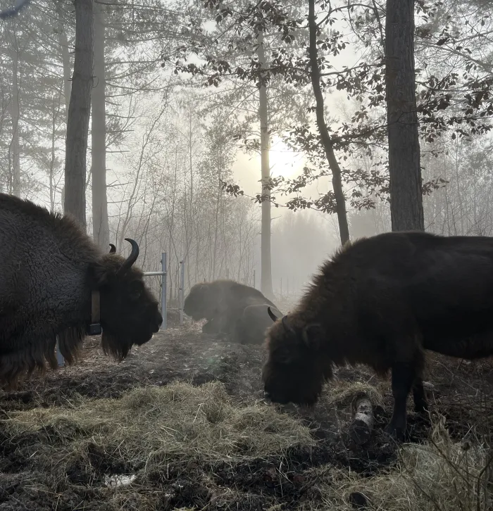 Born to be Wild: Blean welcomes third generation of wild bison in three ...