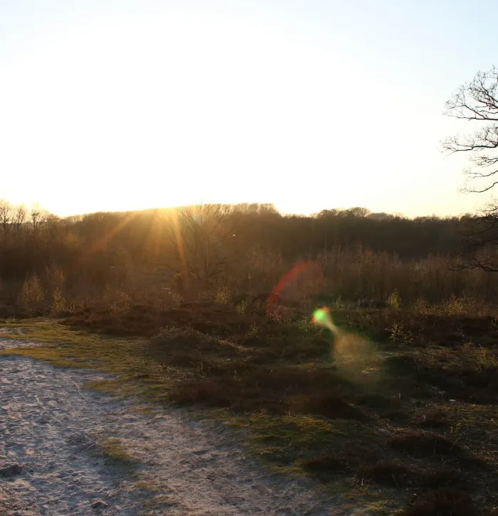 Spring on the wing: April on Hothfield Heathlands | Kent Wildlife Trust