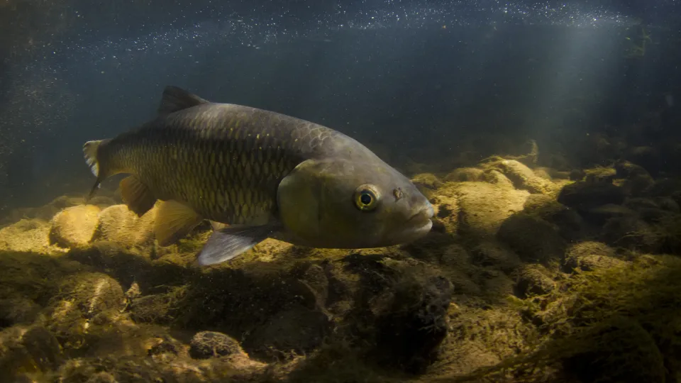 Minnows, Goldfish and Carp Family | Kent Wildlife Trust