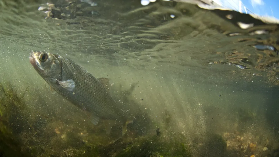 Minnows, Goldfish and Carp Family | Kent Wildlife Trust