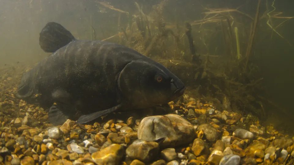 Minnows, Goldfish and Carp Family | Kent Wildlife Trust
