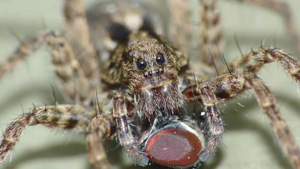 Wolf Spiders | Kent Wildlife Trust