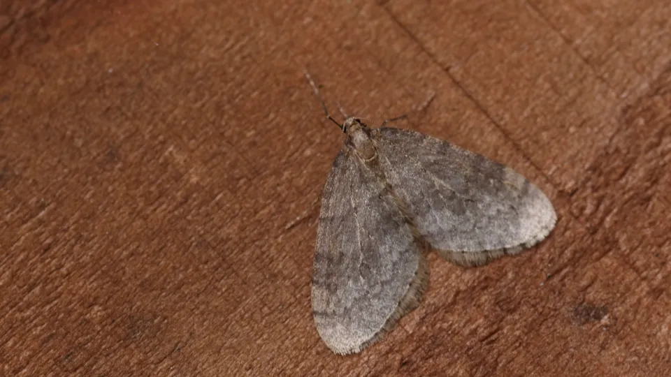 Geometer Moths | Kent Wildlife Trust