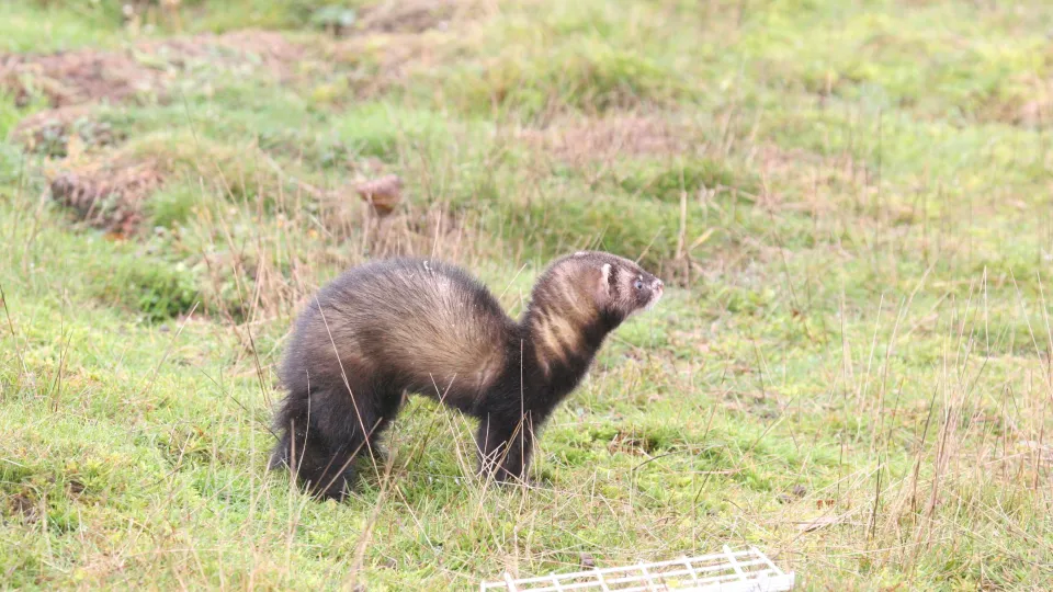 Mustelids | Kent Wildlife Trust