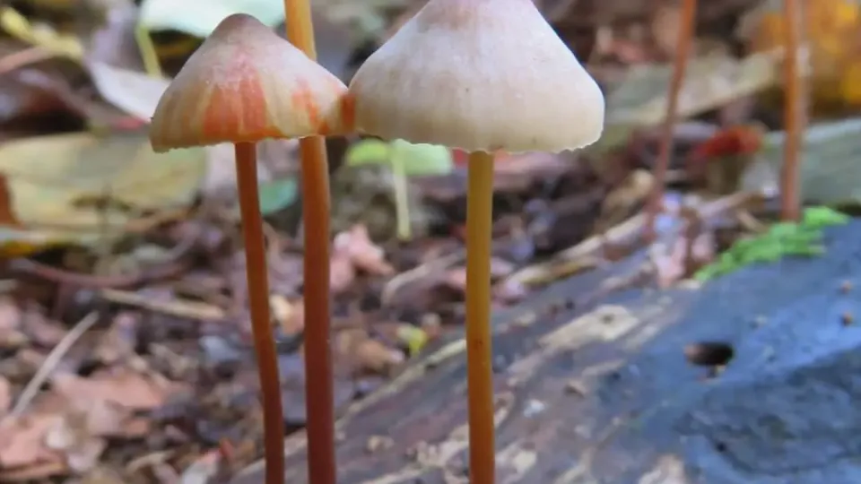 Fungi | Kent Wildlife Trust