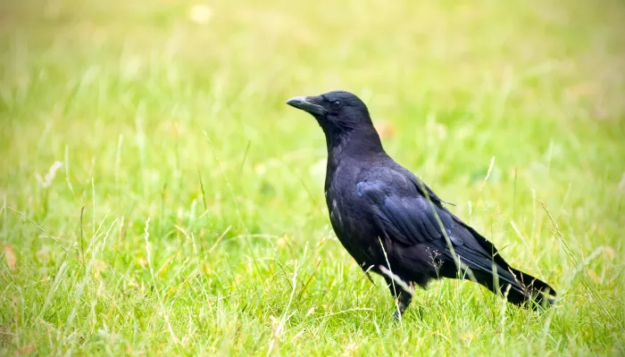 Crows and shrikes | Kent Wildlife Trust