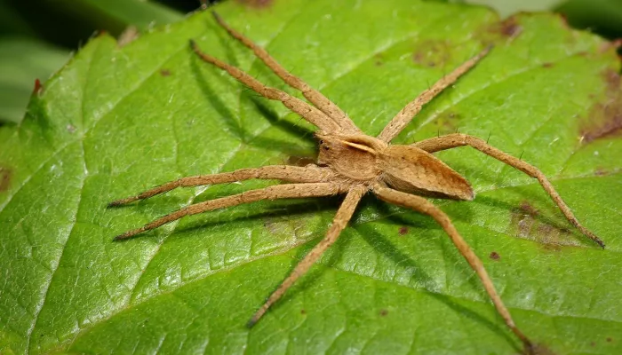 Spiders in Kent | Kent Wildlife Trust