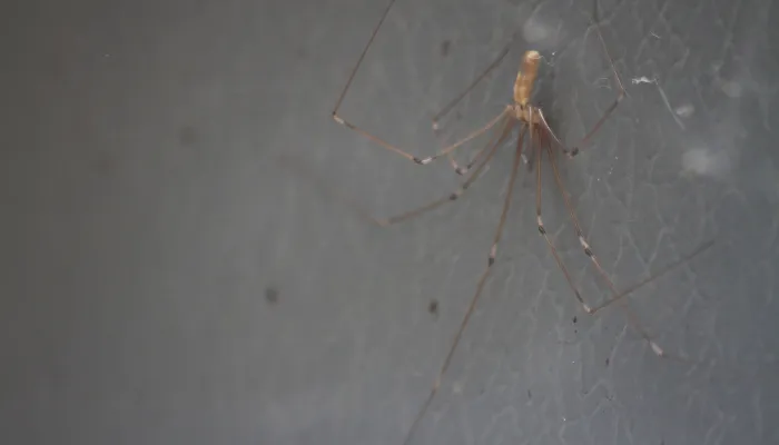 Cellar spider | Kent Wildlife Trust