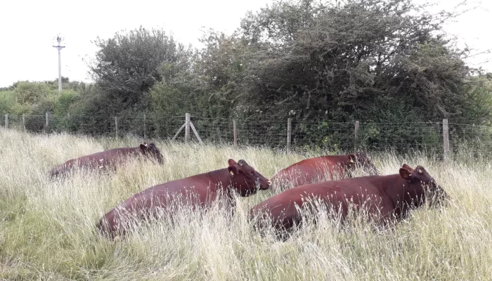 Sussex Cattle | Kent Wildlife Trust