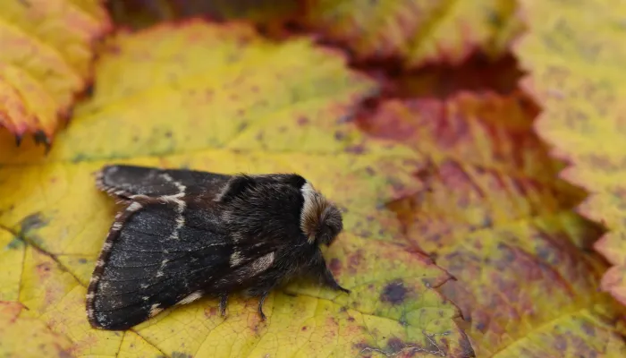 December moth | Kent Wildlife Trust
