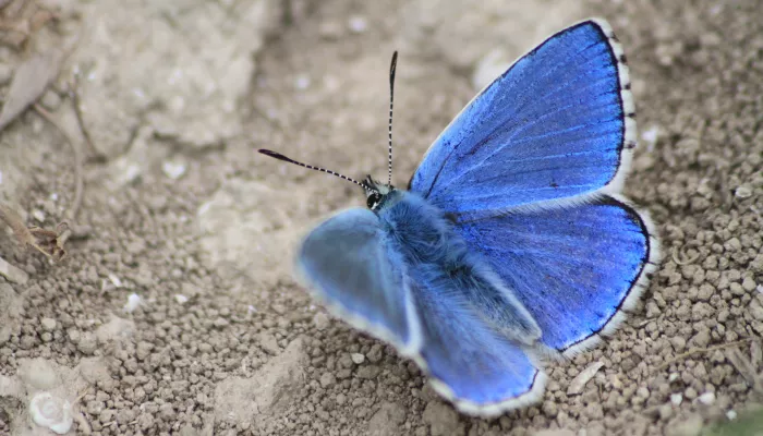 12 Fun Facts about Butterflies | Kent Wildlife Trust