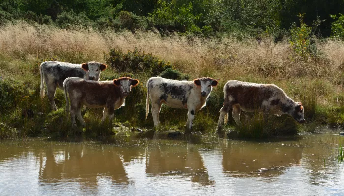 Wilder Grazing | Kent Wildlife Trust