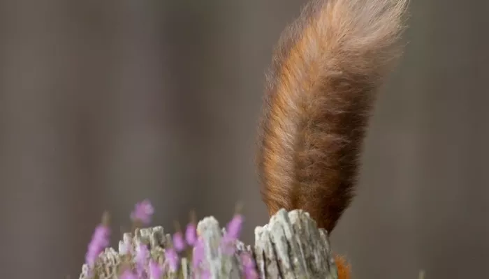 Nuts about squirrels! The story of the red squirrel | Kent Wildlife Trust