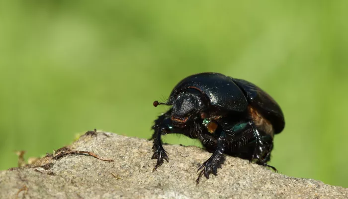 Dung beetle | Kent Wildlife Trust