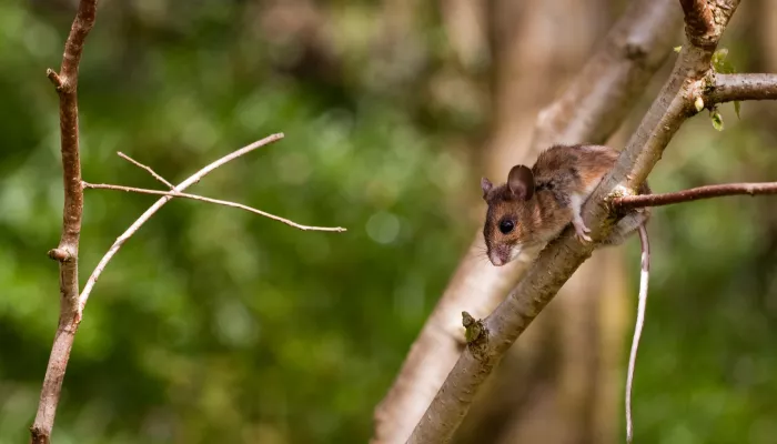 The 4 species of mice you can see in the UK | Kent Wildlife Trust
