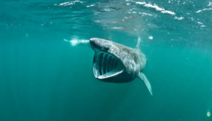 The mysterious basking shark: What we know (& some things we don’t ...