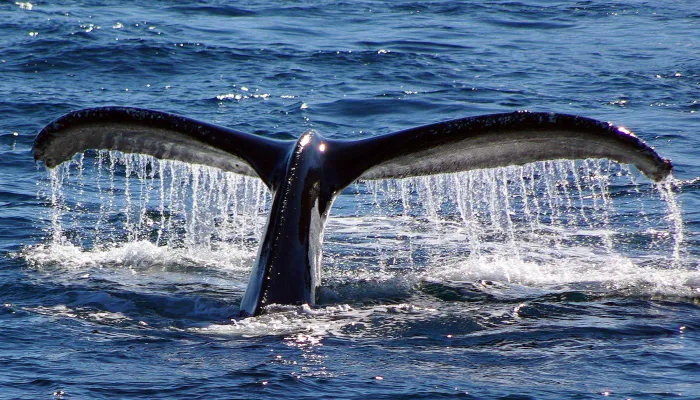 Humpback whale makes a splash off Kent coast | Kent Wildlife Trust