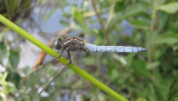Dragonflies at Hothfield Heathlands | Kent Wildlife Trust