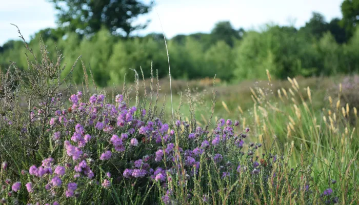 UK Habitat Classification (UKHab) Online Training Course | Kent ...