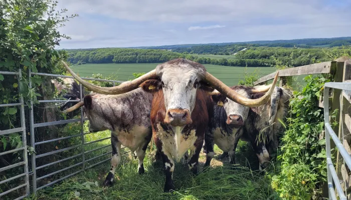 Longhorn Cattle | Kent Wildlife Trust