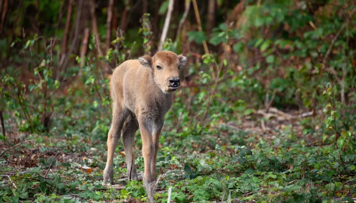 Kent’s youngest ecosystem engineer welcomed to herd as first ‘Wilder ...