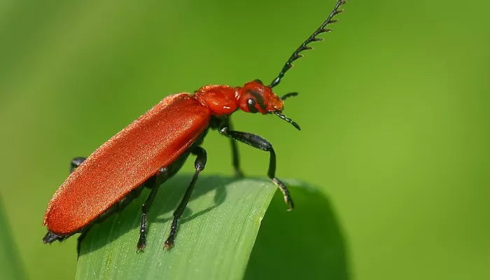 Thousands join epic mission to measure the health of insect populations ...