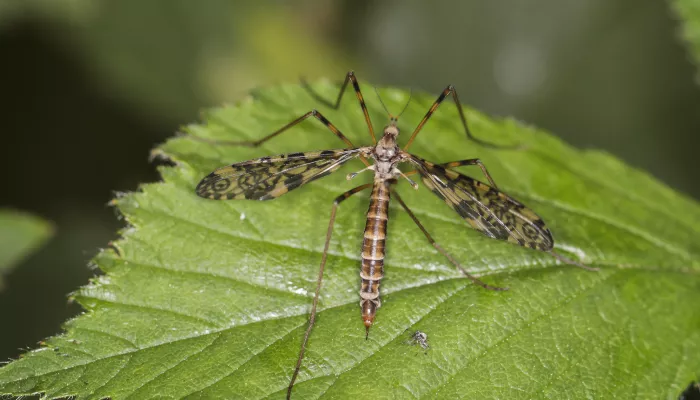 Where have all the insects gone? Conservationists’ call to show that ...