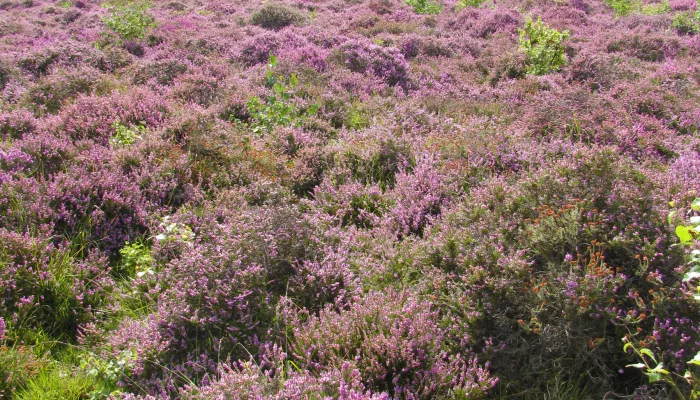 Heather flowering at Hothfield Heathlands Nature Reserve | Kent ...