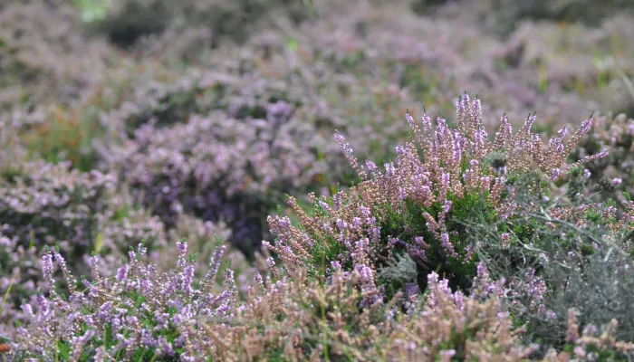 Hothfield Heathlands | Kent Wildlife Trust