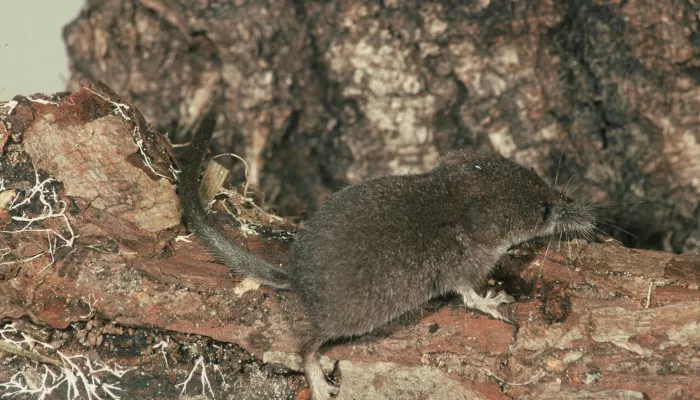 Pygmy shrew | Kent Wildlife Trust