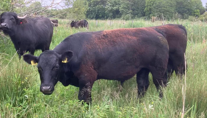Angus cross cattle | Kent Wildlife Trust