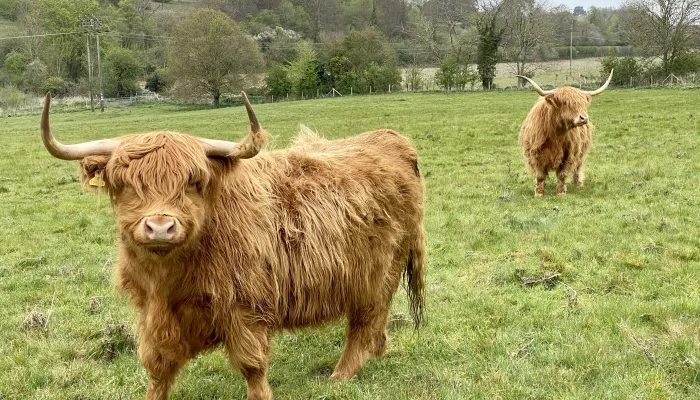 Highland cattle | Kent Wildlife Trust