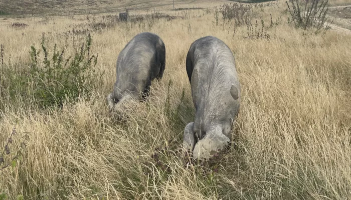Large black pigs | Kent Wildlife Trust