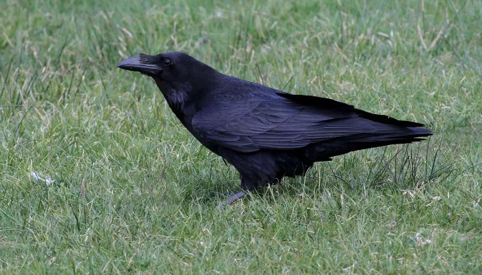 Raven | Kent Wildlife Trust