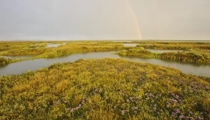 Saltmarsh | Kent Wildlife Trust