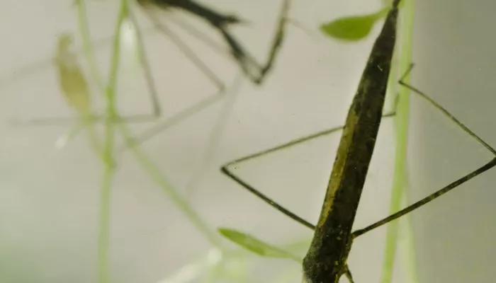 Water stick insect | Kent Wildlife Trust