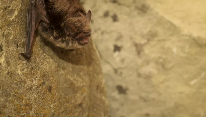 Whiskered bat | Kent Wildlife Trust