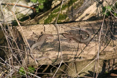 lizards.jpg | Kent Wildlife Trust