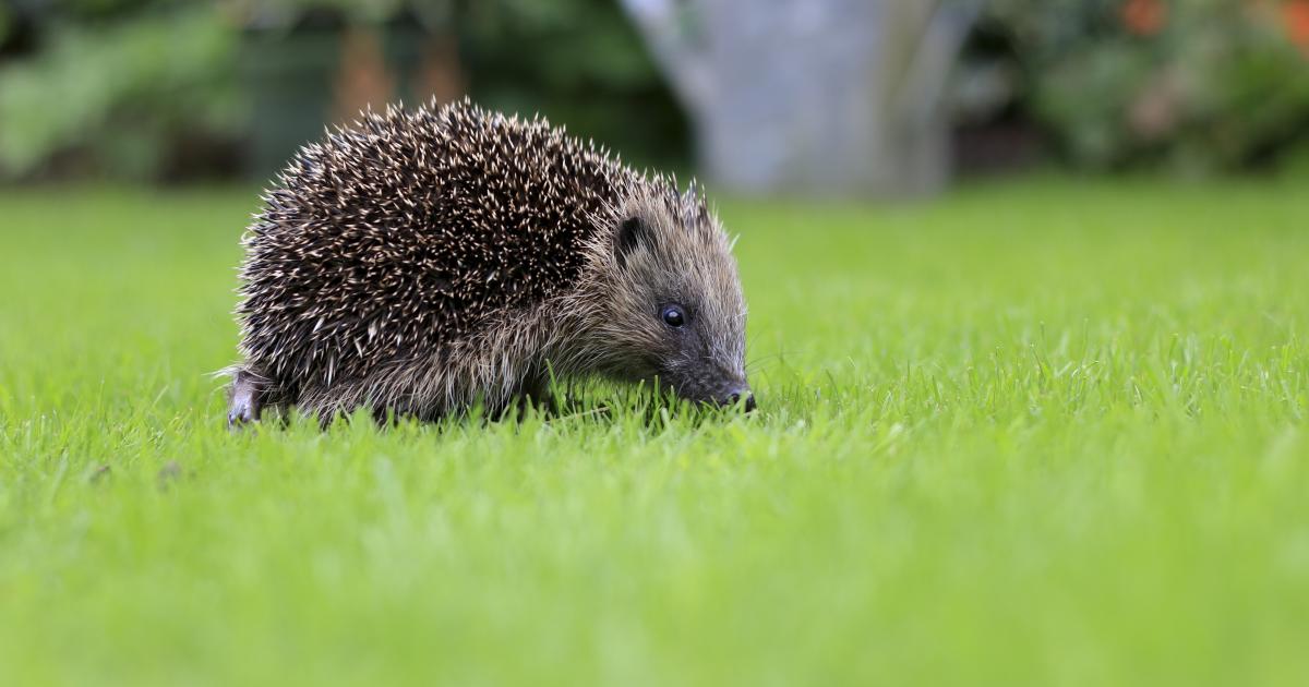 European hedgehog | Kent Wildlife Trust