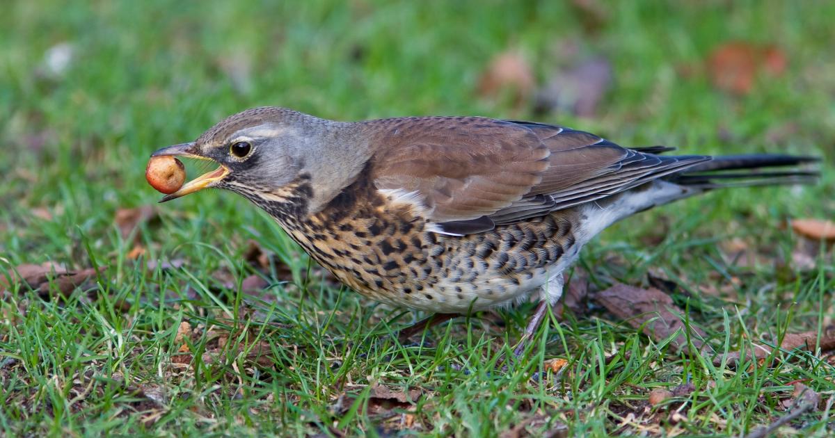 Fieldfare | Kent Wildlife Trust