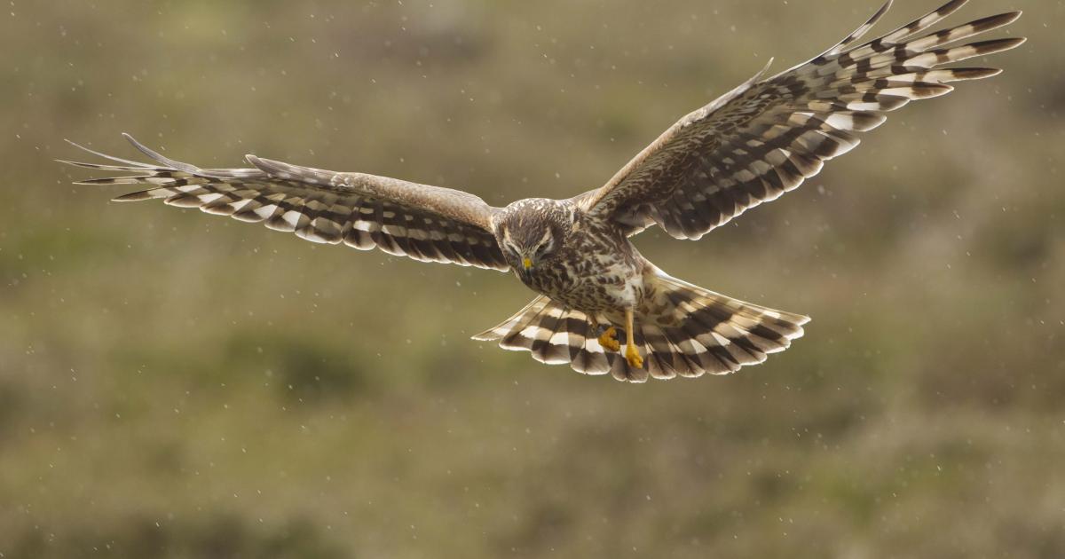 Birds of Prey Identification | Kent Wildlife Trust