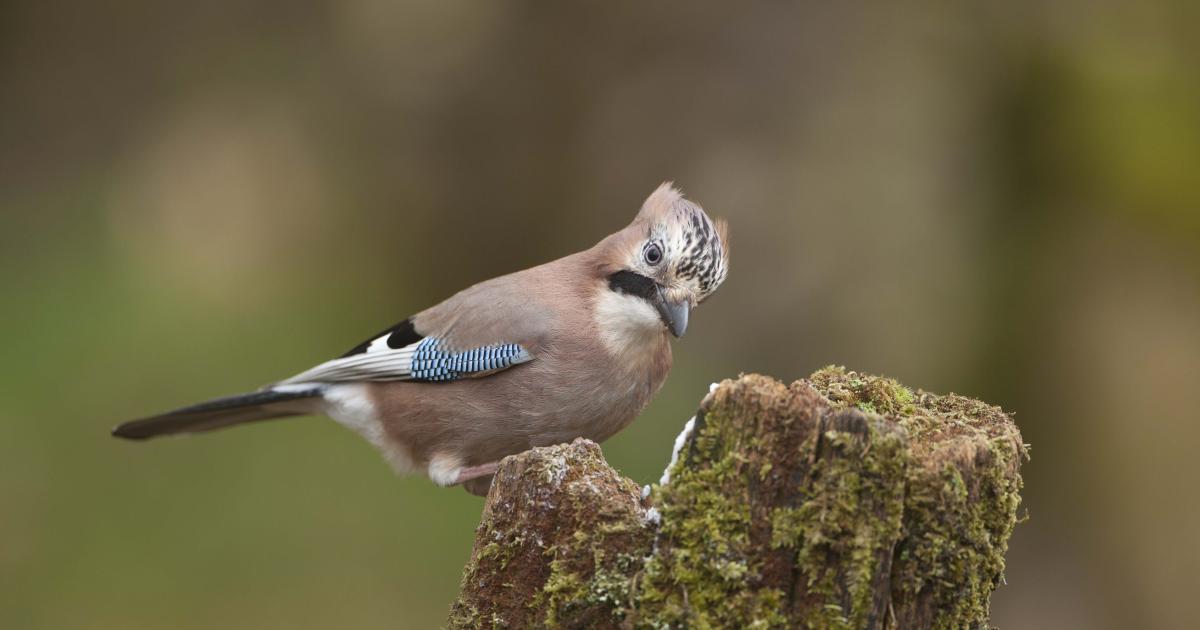 6 places to see corvids in Kent | Kent Wildlife Trust