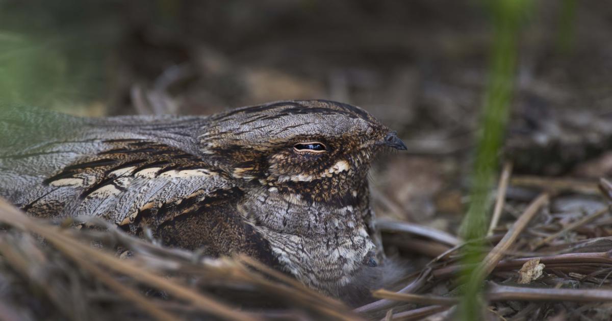 What are nightjars? An introduction to the elusive bird | Kent Wildlife ...