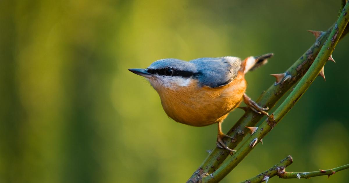 nuthatch close