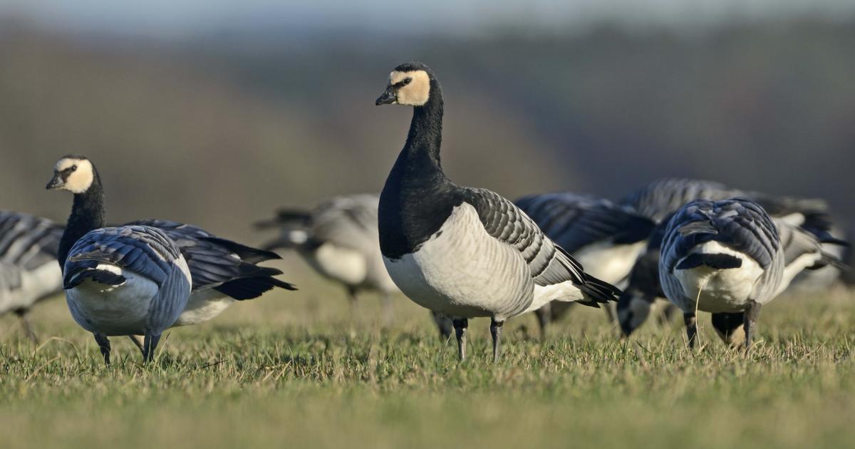 barnacle identification uk